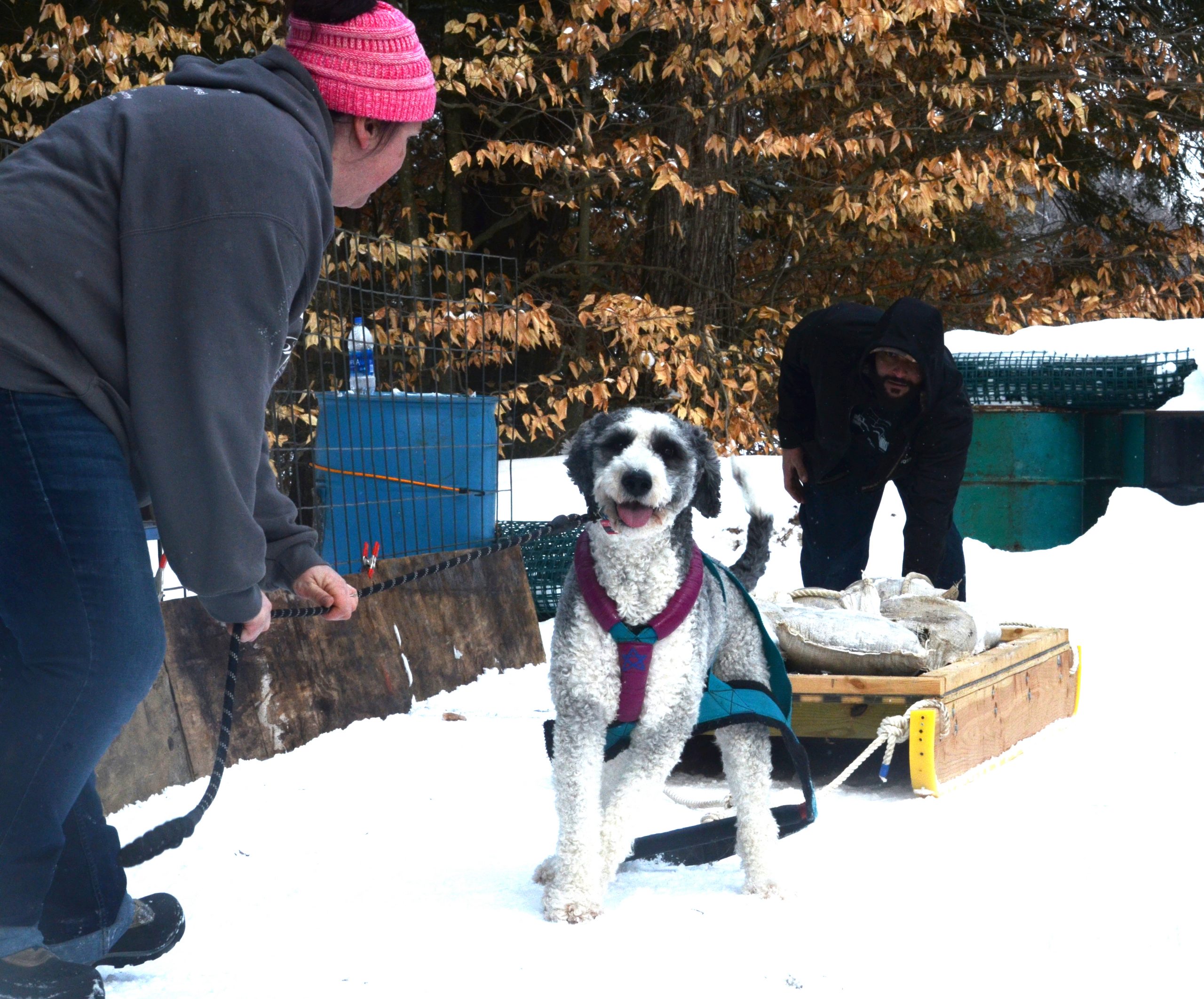 From pulling walking humans to weights on a sled | News, Sports, Jobs ...